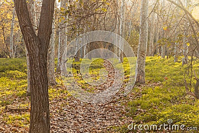 Fall Pathway With Trees And Leaves On Floor Royalty-Free Stock Image ...