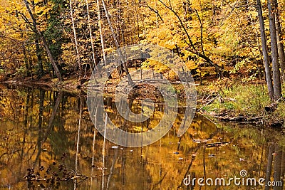 Fall Woods Water Scene Stock Photography - Image: 11365282