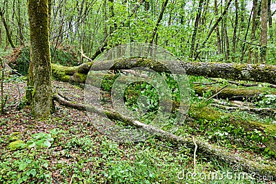 Fallen Ancient Oak Tree Royalty-Free Stock Image | CartoonDealer.com ...