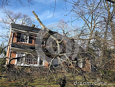 Tree Fallen On House Royalty-Free Stock Image | CartoonDealer.com ...