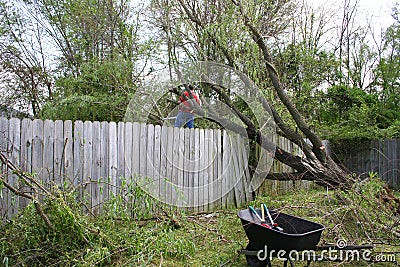 Fallen Willow Tree Royalty-Free Stock Photography | CartoonDealer.com ...