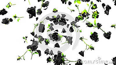 Falling Black Roses on White Background Stock Video - Video of vain ...