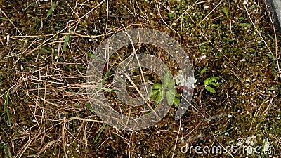 Falling Icy Snow on the Ground Stock Video - Video of blizzard, fall ...