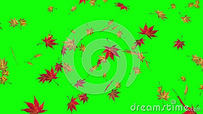 Falling Maple Leaves with Green Screen -seamless Animation Stock Video ...