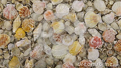 Falling Rain Drops in the Water with Sea Shells Stock Footage - Video ...