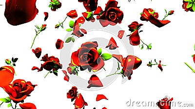 Falling Red Roses on White Background Stock Video - Video of broken ...
