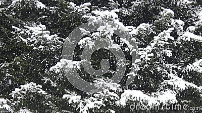 Falling Snow - Conifer Trees during Snowstorm Stock Footage - Video of ...