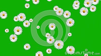 Falling White Daisy Flowers Motion Graphics with Green Screen ...