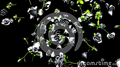 Falling White Roses on Black Background Stock Video - Video of bright ...