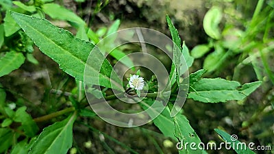False Daisy Trailing Eclipta Bhringaraj Kesharaj Eclipta Prostrata ...