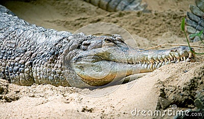 False Gavial 4 Royalty Free Stock Photo - Image: 2971925