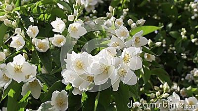 False Jasmine, Mock Orange (Philadelphus) Stock Video - Video of ...