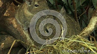 Family of field mice. stock footage. Video of male, gray - 89208762