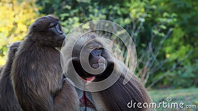 Family of Gelada Baboons Theropithecus Gelada Stock Video - Video of ...