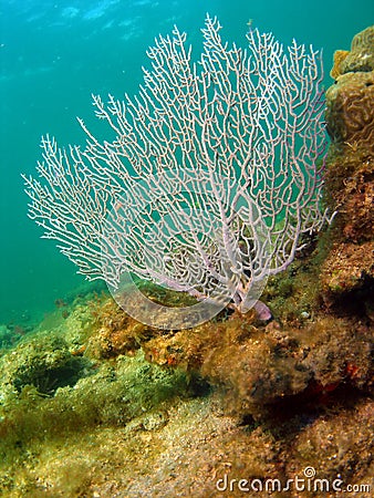 Fan Coral Stock Photography - Image: 14829512
