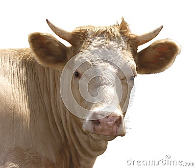 Farm Animal - Side View Of Cow, 5 Years Old, Standing Stock Photo ...