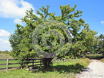 Farm Apple Tree Royalty Free Stock Photography - Image: 734137