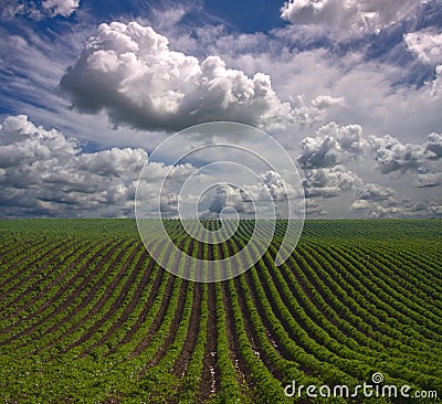 Farm Rows Stock Photos - Image: 16449723