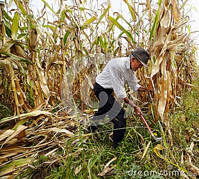 Farmer Cutting The Corn With The Reaping Hook Stock Images - Image ...