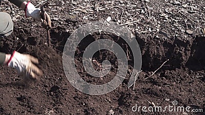 Farmer Digging the Soil and Pulling Up Vine Plants. HD Video. Stock ...