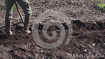 Farmer Digging the Soil and Pulling Up Vine Plants. HD Video. Stock ...