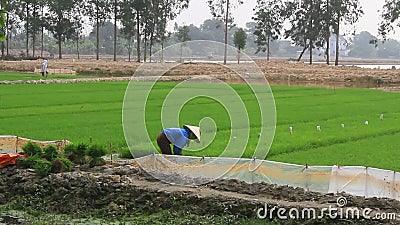 Farmer Withdrawal Pulling Rice Seedlings Stock Video - Video of culture ...