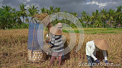 Farmers Separate Rice Grains from Stalks. Rice Harvesting Stock Video ...