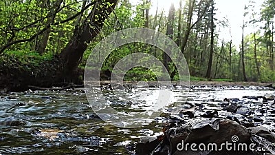Fast Forest Stream at Sunset. Stock Video - Video of background, stones ...
