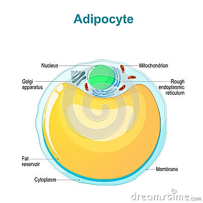 Fat Cell Anatomy. Adipocyte Structure Cartoon Vector | CartoonDealer ...