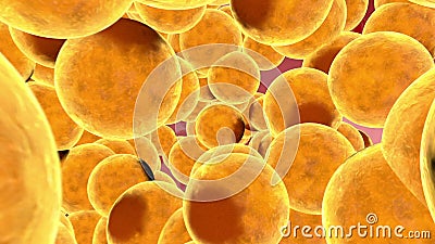 Inside Human Body,fat Cells,highly Detailed Texture, Stock Footage ...