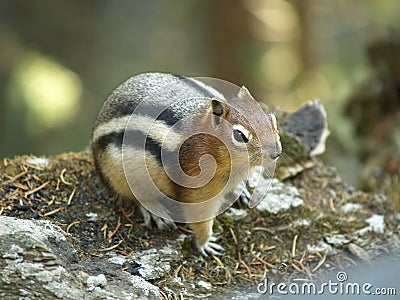 Fat Chipmunk Stock Photography - Image: 6219672