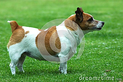 Fat Dog Royalty Free Stock Photos - Image: 2379378