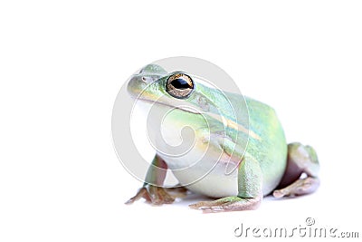 Fat Frog Isolated Stock Photo - Image: 6274860