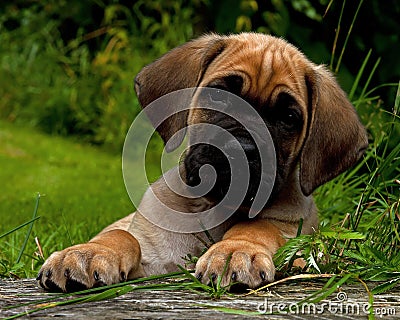 Fawn Cane Corso Puppy, 8 Weeks Stock Photo - Image: 57711258