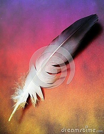 Feather Of Bird Stock Photo - Image: 42858096