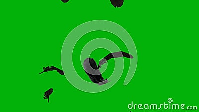 Feather Green Screen Bacgrounds 4k Stock Video - Video of effect ...