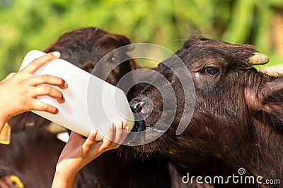 Feeding A Baby Of Murrah Buffalo (water Buffalo) From Bottle. Royalty ...