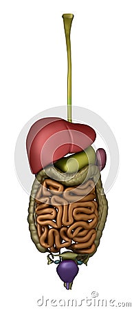 Female Abdominal Organs Stock Image - Image: 19575341