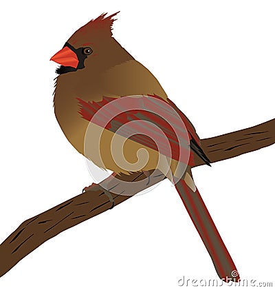 Female Cardinal Cartoon Vector | CartoonDealer.com #9377997