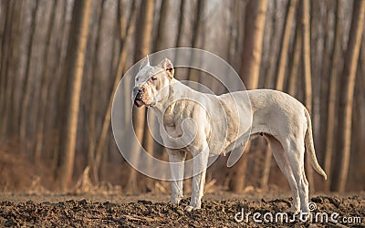 Female Dogo Argentino Stock Photo | CartoonDealer.com #50401158