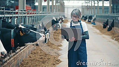 Female Expert with a Laptop in the Cow Farm Stock Footage - Video of ...
