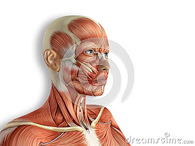 Female Face Muscles Anatomy Stock Illustration - Image: 67366260