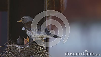 Female Fieldfare on the Nest Stock Footage - Video of nesting, feed ...