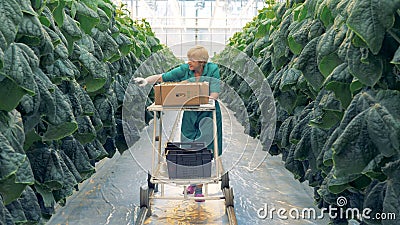 Female Greenery Worker is Pulling a Trolley with Harvested Cucumbers ...