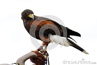 Female Harris Hawk Stock Images - Image: 22076184