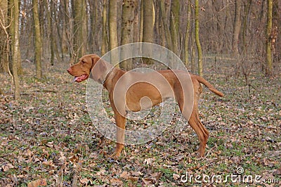 Female Hungarian Vizsla Royalty-Free Stock Photo | CartoonDealer.com ...