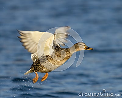 Duck on Water stock image. Image of life, outside, duckling - 13534327