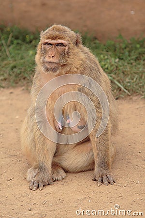Female Monkey Royalty Free Stock Photo - Image: 2658215