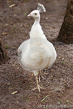 Female Peacock Royalty Free Stock Photography - Image: 4144047