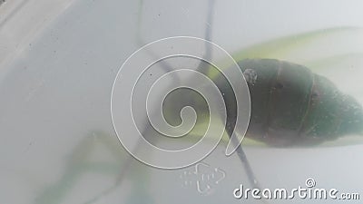 A FEMALE Praying Mantis Moves on a Microscope Slide. Biology. the Study ...